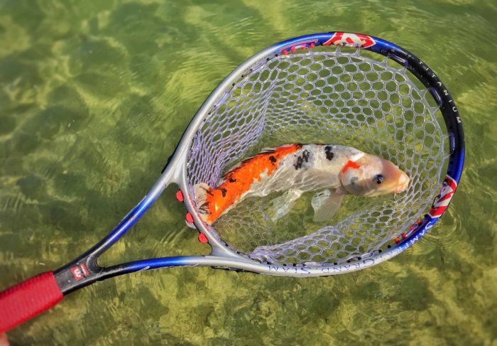 Koi on the fly | UrbanAnglersUSA