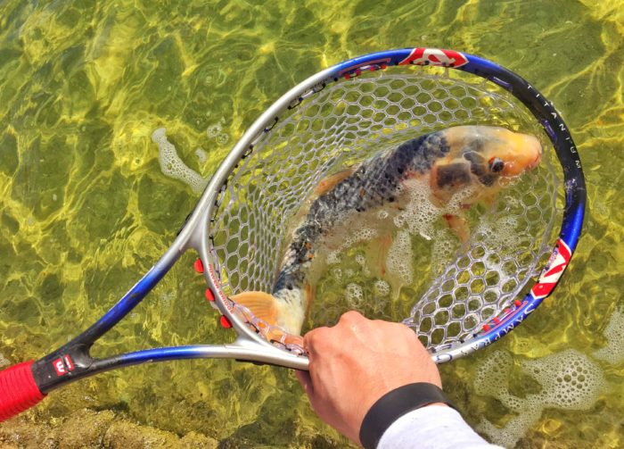 Koi on the fly | UrbanAnglersUSA