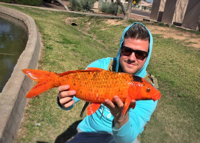 Koi on the fly | UrbanAnglersUSA